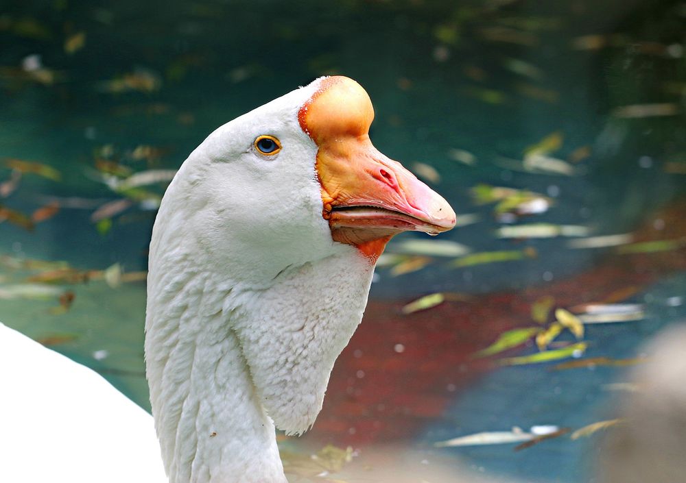 White goose face close up. | Free Photo - rawpixel