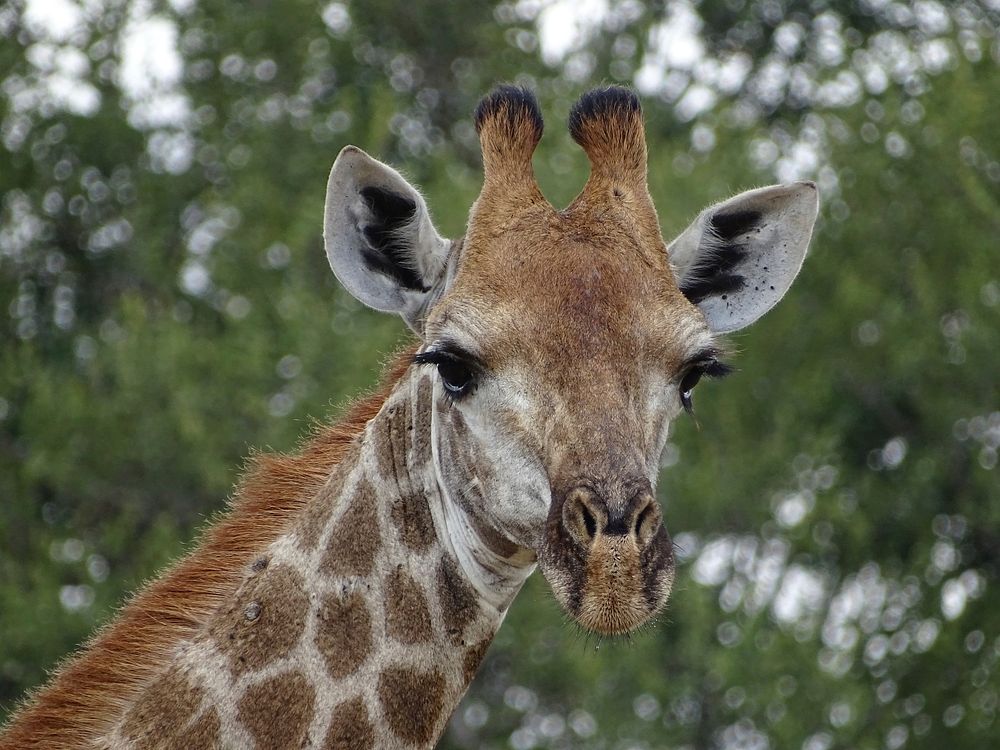Giraffe face image. Free public | Free Photo - rawpixel