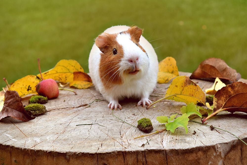 Guinea pig standing stump. Free | Free Photo - rawpixel