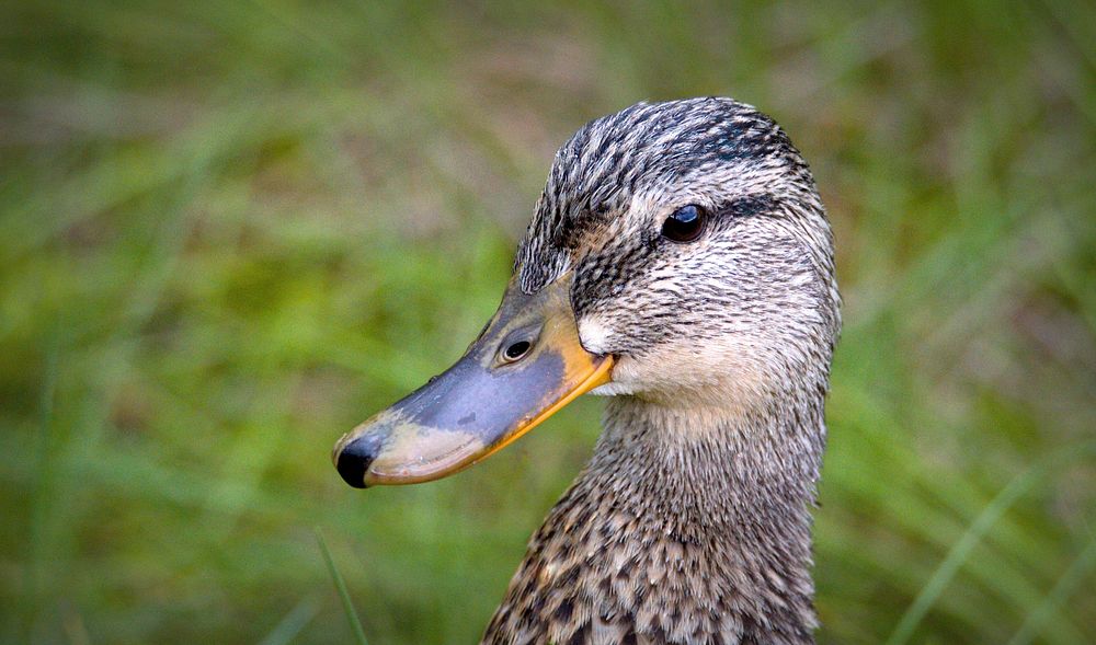 Mallard duck face close up | Free Photo - rawpixel