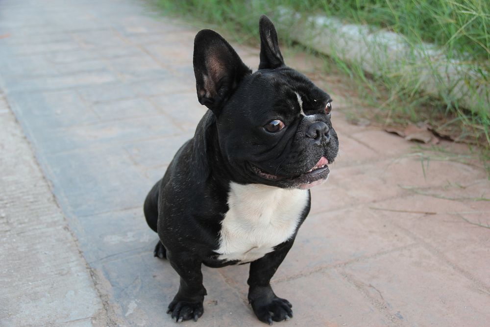 Free Frenchie Images | Free Photos, PNG Stickers, Wallpapers ...