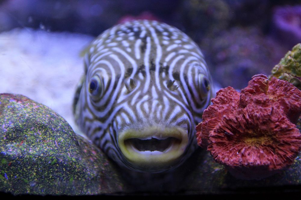 Map puffer fish close up. | Free Photo - rawpixel