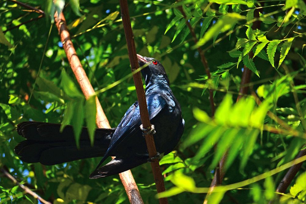Koel Images | Free Photos, PNG Stickers, Wallpapers & Backgrounds ...