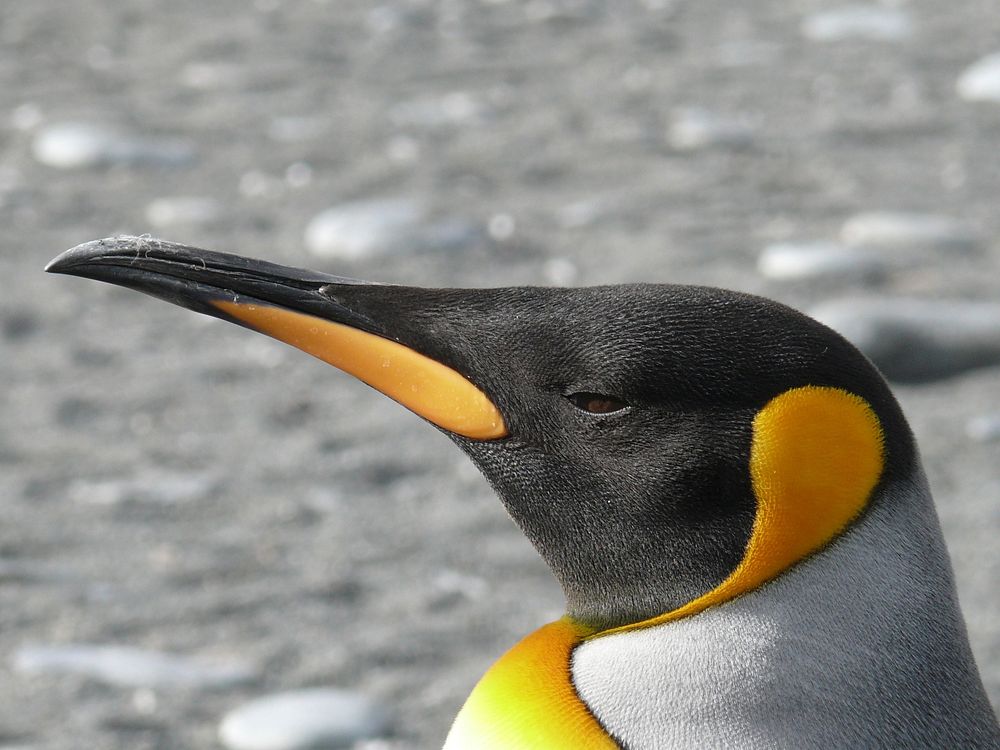 King penguin head close up. | Free Photo - rawpixel