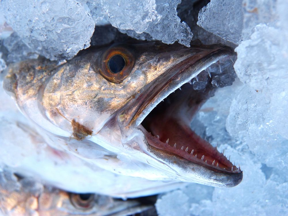 Dead fish head close up. | Free Photo - rawpixel