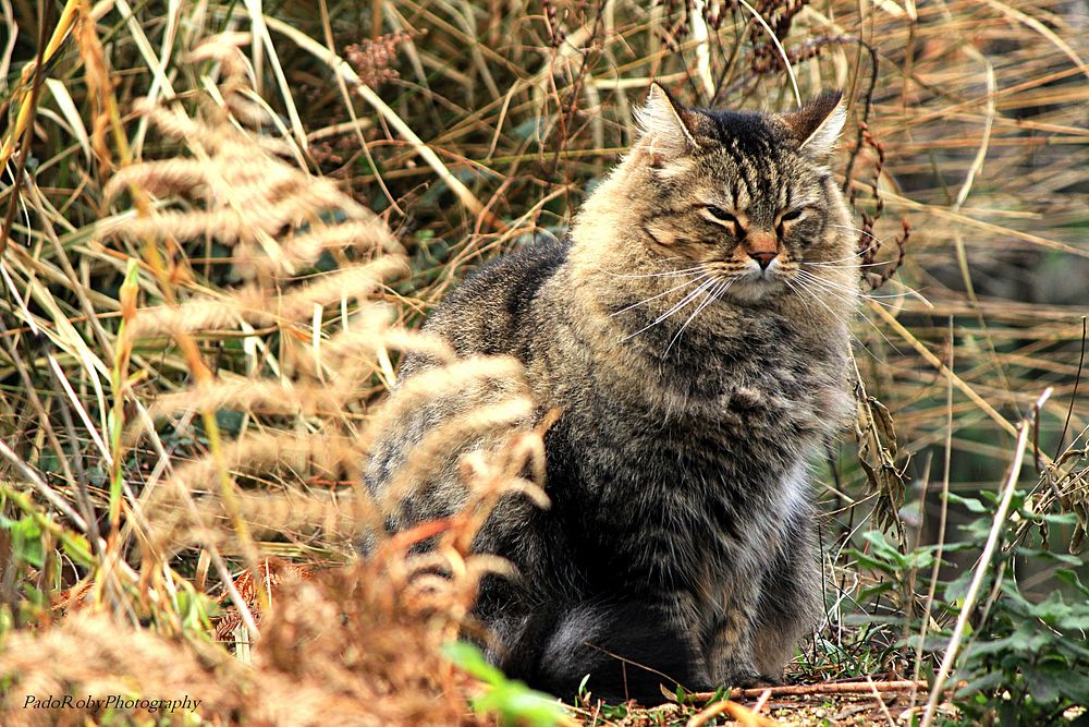 Cute outdoor cat image. Free | Free Photo - rawpixel
