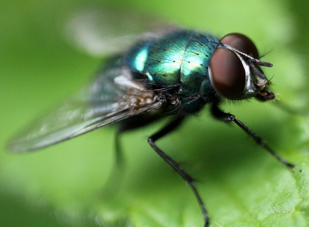 Fly closeup photo. Free public | Free Photo - rawpixel
