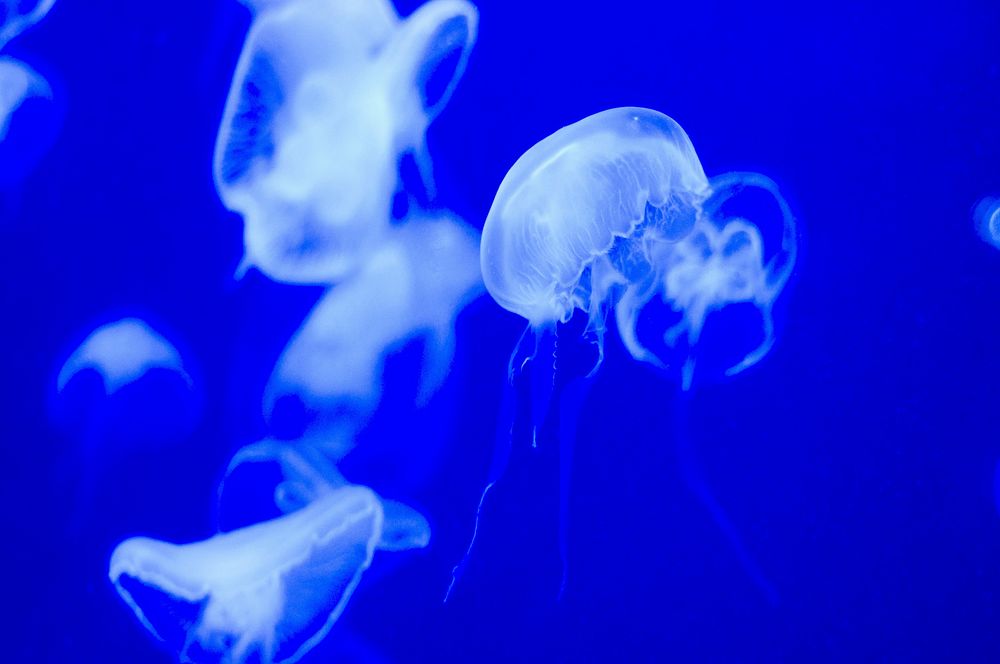 Beautiful bright floating jellyfishes. Free | Free Photo - rawpixel
