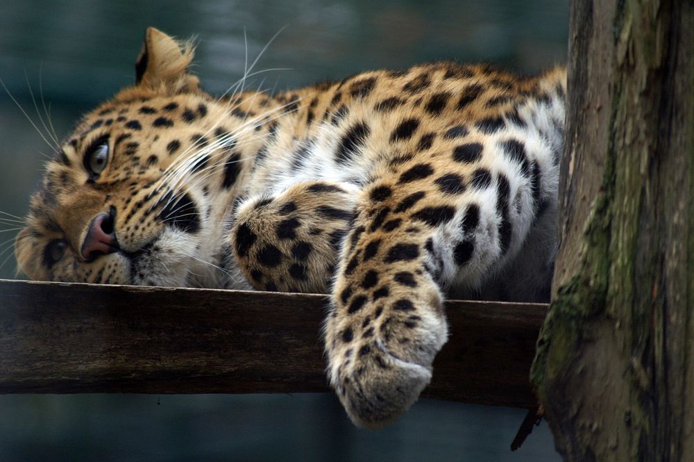 Leopard relaxing image. Free public | Free Photo - rawpixel