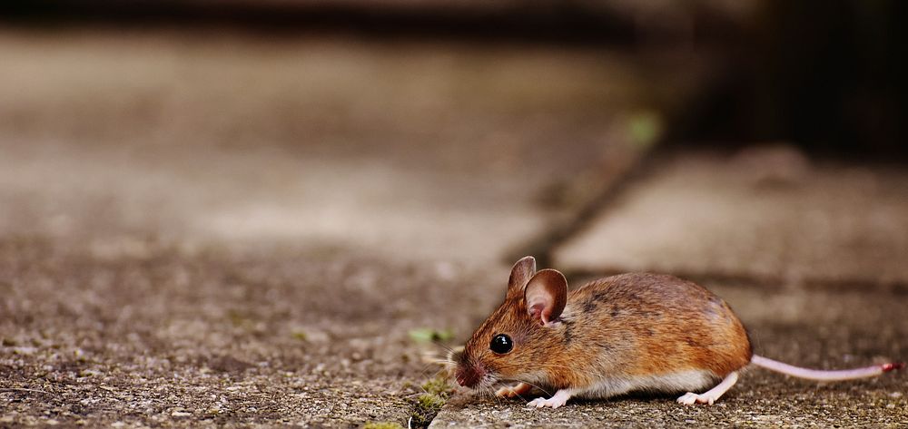 Brown mouse walking ground. Free | Free Photo - rawpixel