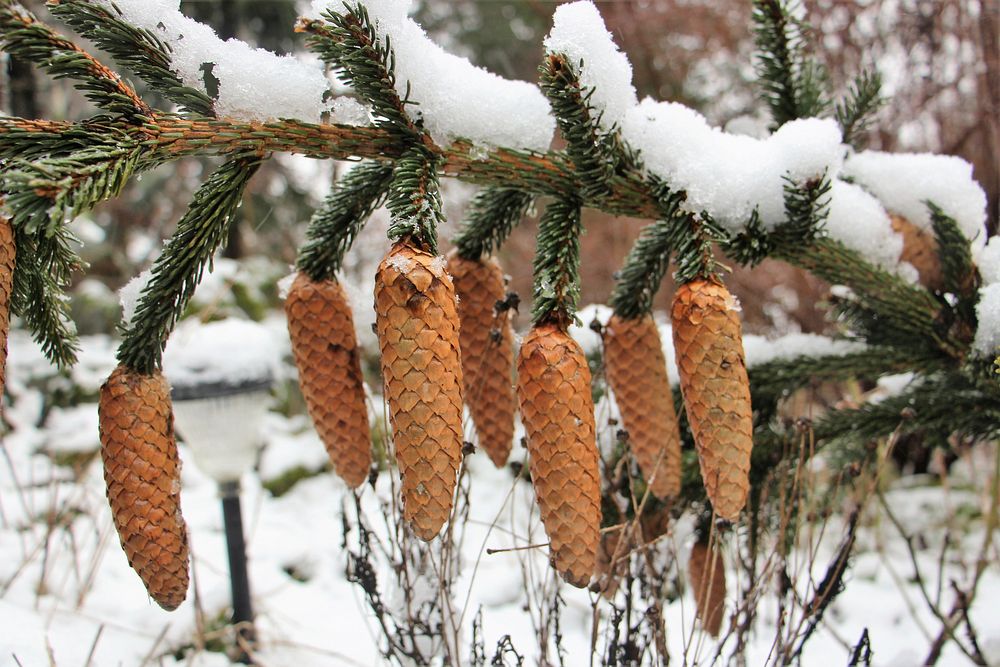 Closeup conifer cones hanging tree | Free Photo - rawpixel