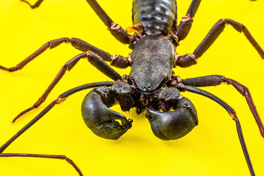 Scorpion photo. Free public domain | Free Photo - rawpixel