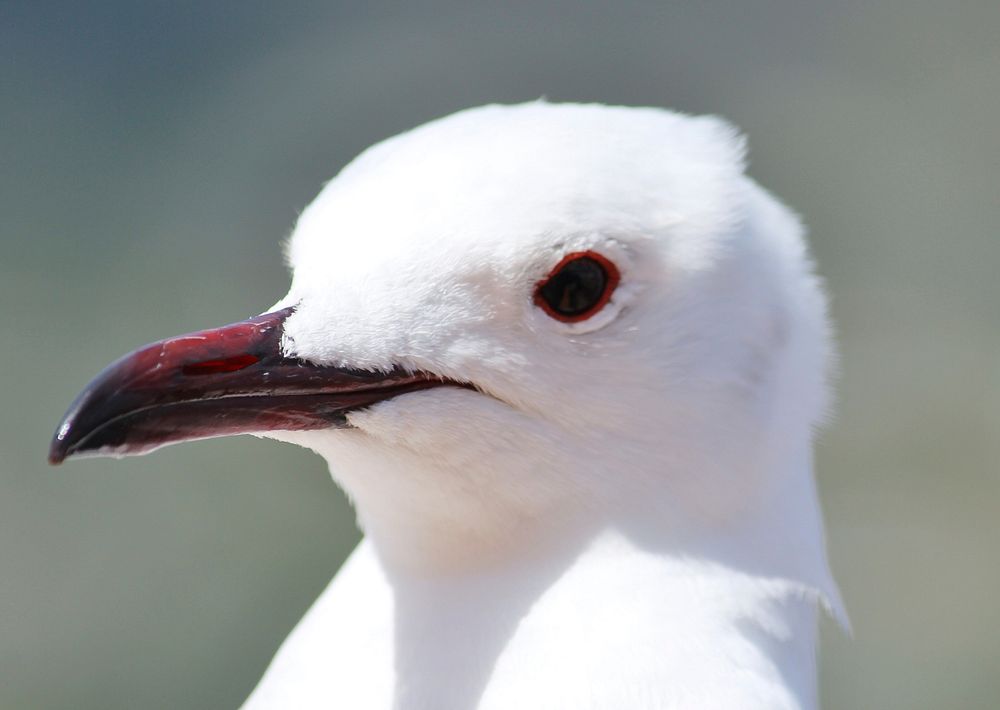 Seagull face close up. Free | Free Photo - rawpixel