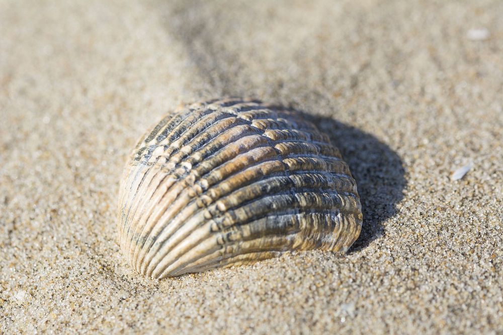 Beach sea shell close up. | Free Photo - rawpixel