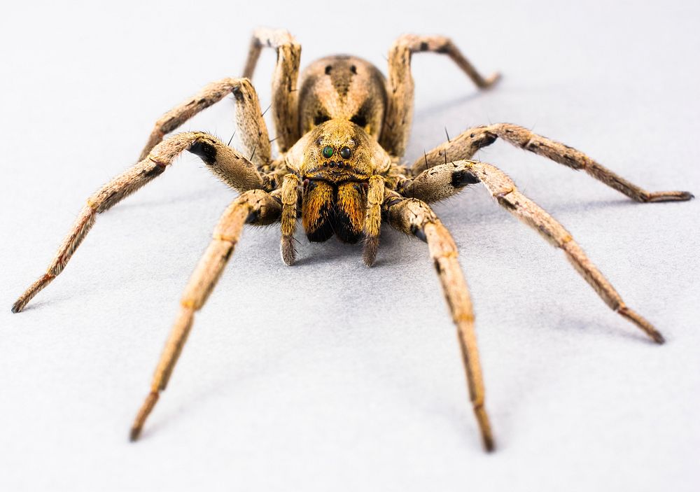 Armed spider, animal photography. Free | Free Photo - rawpixel