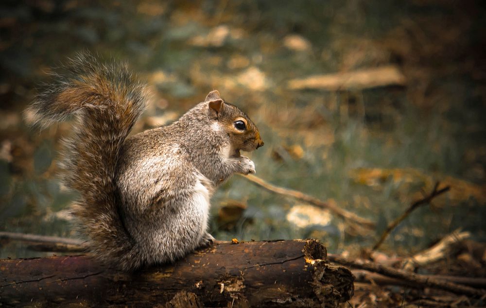 Cute squirrel eating nut image. | Free Photo - rawpixel