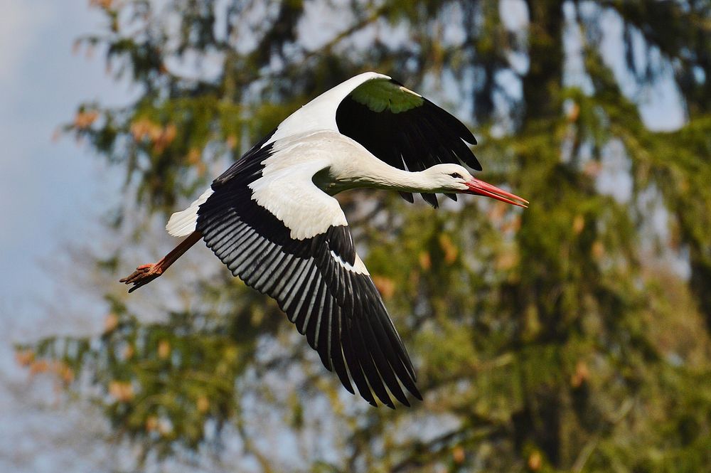 Flying stork, animal photography. Free | Free Photo - rawpixel