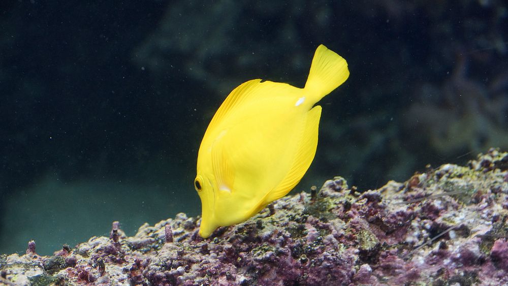 Yellow tang fish close up. | Free Photo - rawpixel