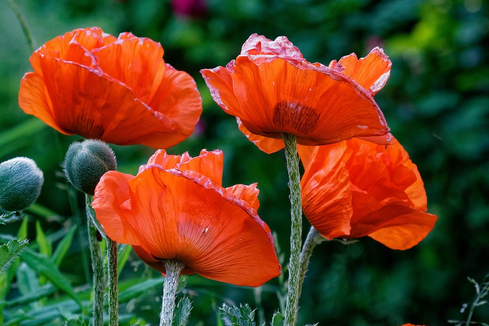 Orange poppy background. Free public | Free Photo - rawpixel