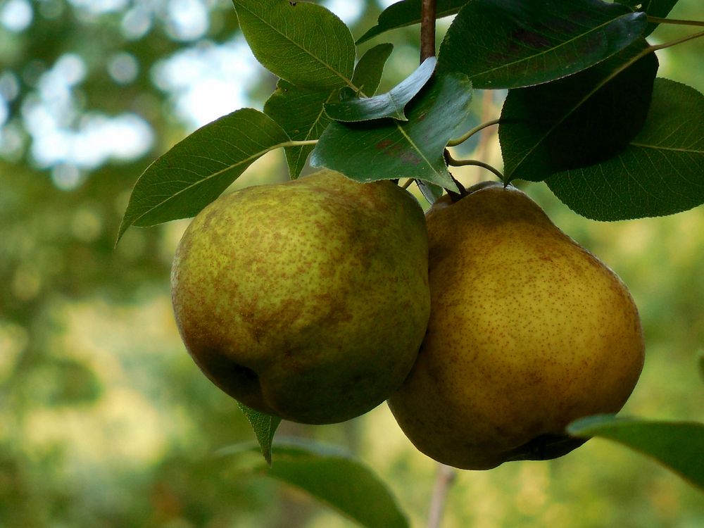 Green pears growing tree. Free | Free Photo - rawpixel