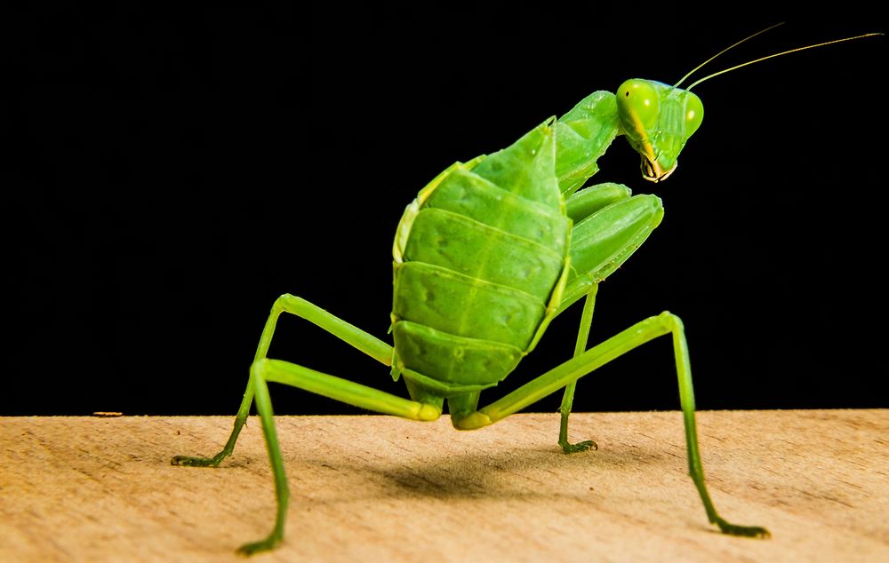 Green praying mantis close up. | Free Photo - rawpixel