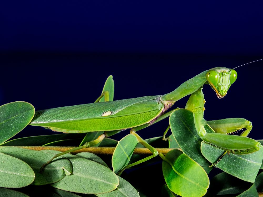 Green praying mantis close up. | Free Photo - rawpixel