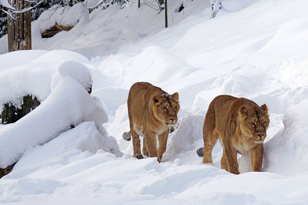 Lioness walking snow. Free public | Free Photo - rawpixel