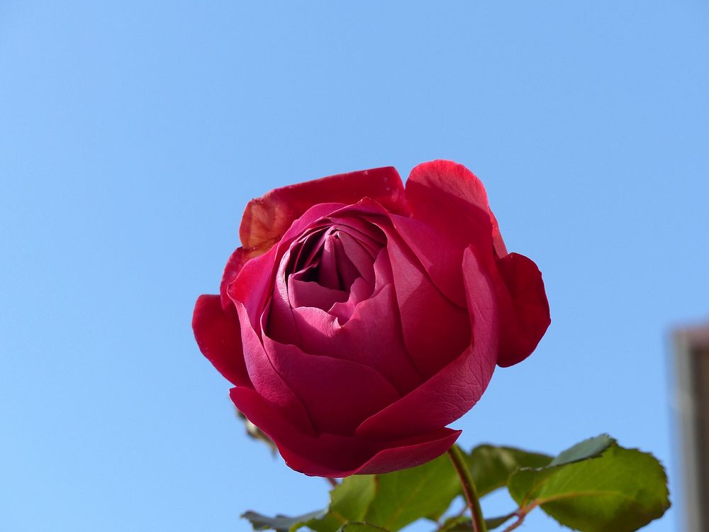 Pink rose. Free public domain | Free Photo - rawpixel