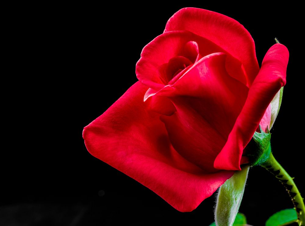 Red rose. Free public domain | Free Photo - rawpixel