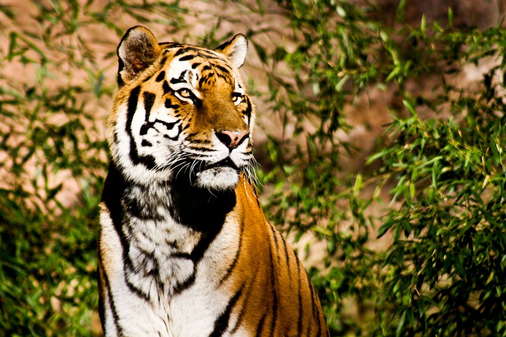 Tiger, wildlife image. Free public | Free Photo - rawpixel