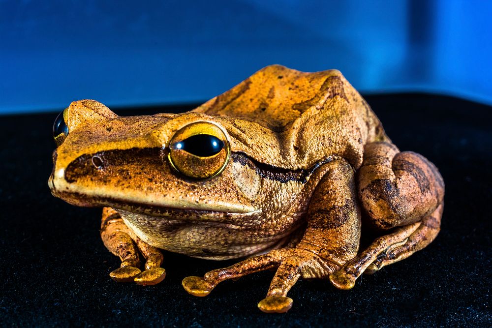 Frog. Free public domain CC0 | Free Photo - rawpixel