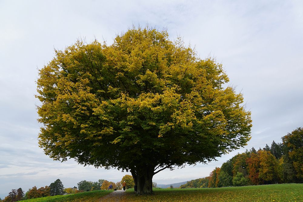 Beautiful Elm tree Autumn. Free | Free Photo - rawpixel