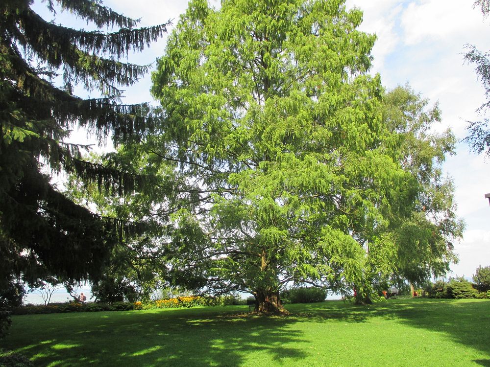 Big tree on a grass | Free Photo - rawpixel
