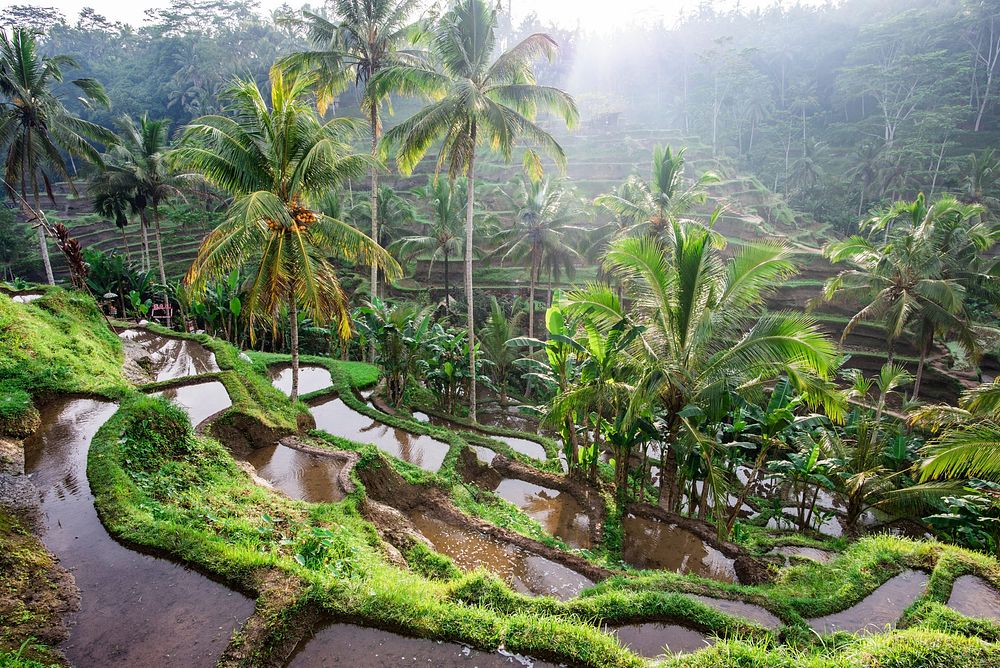 Free rice paddy Bali photo, | Free Photo - rawpixel