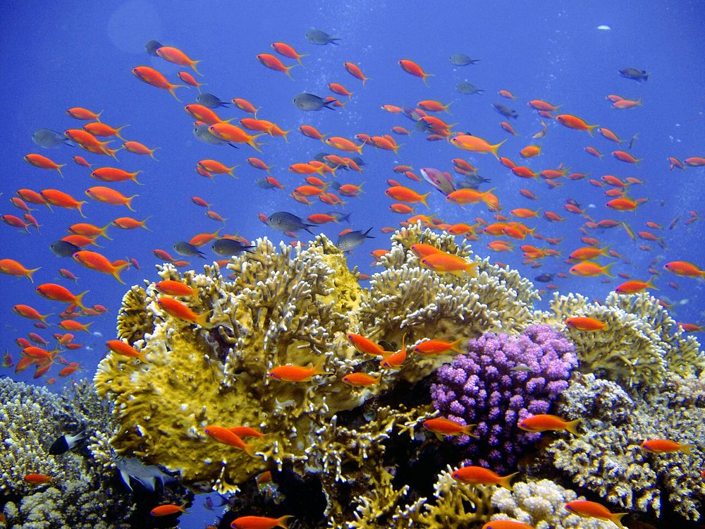 Free colorful reefs and fish | Free Photo - rawpixel