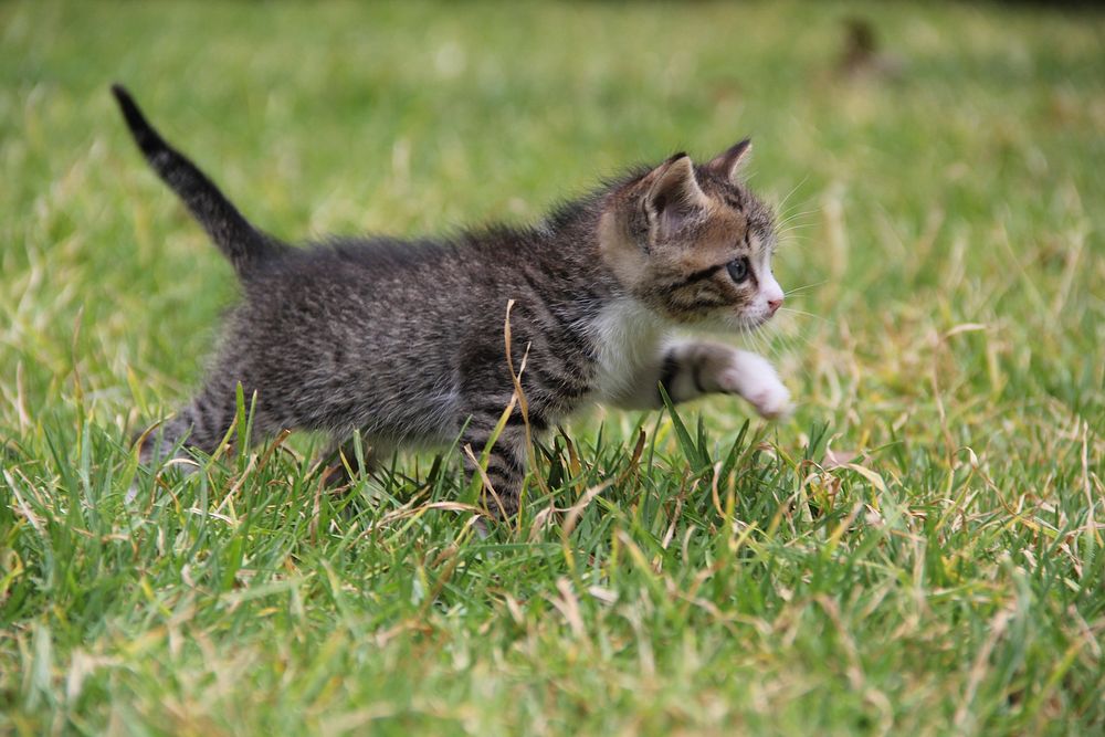 Free cute kitten walking grass | Free Photo - rawpixel