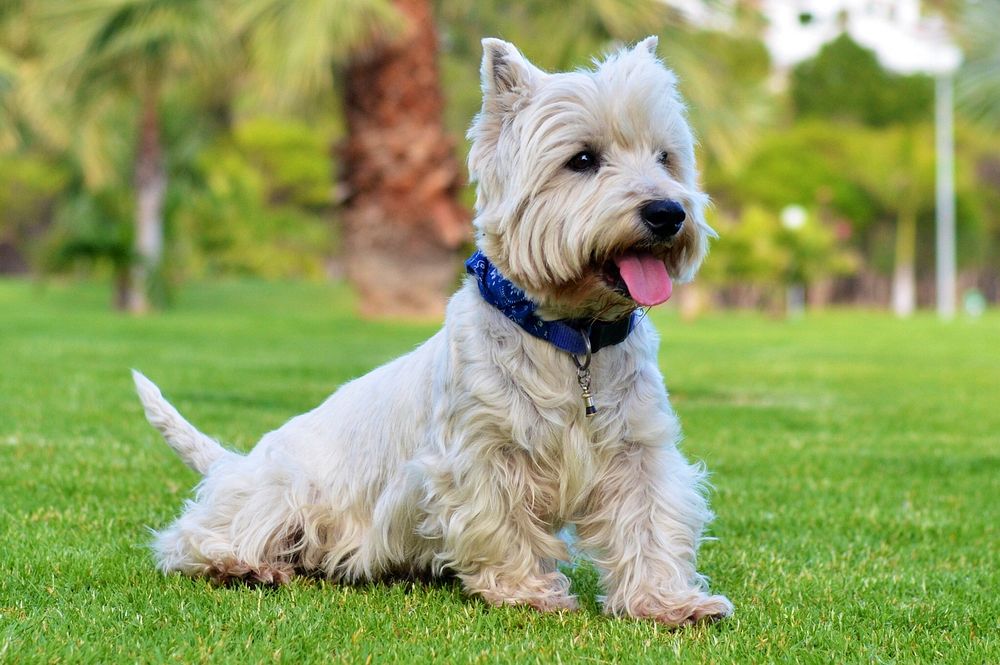 Free west highland white terrier | Free Photo - rawpixel