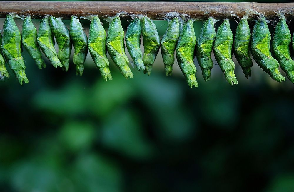 Free green butterfly cocoons image, | Free Photo - rawpixel