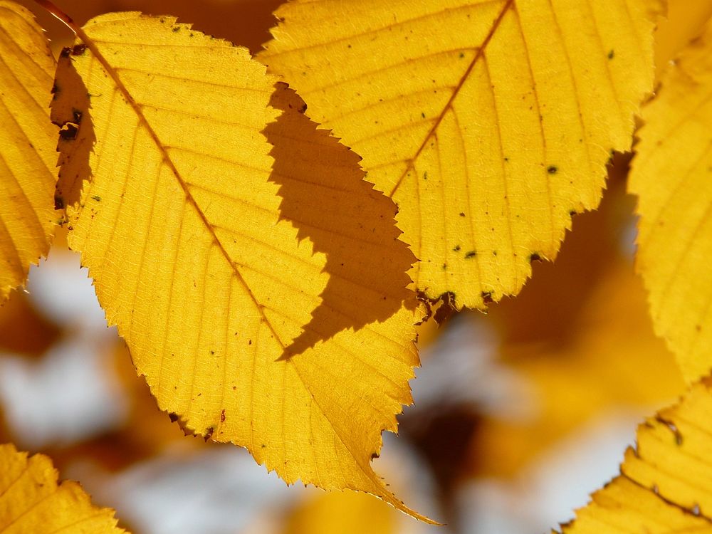 Free autumn leaves image, public | Free Photo - rawpixel