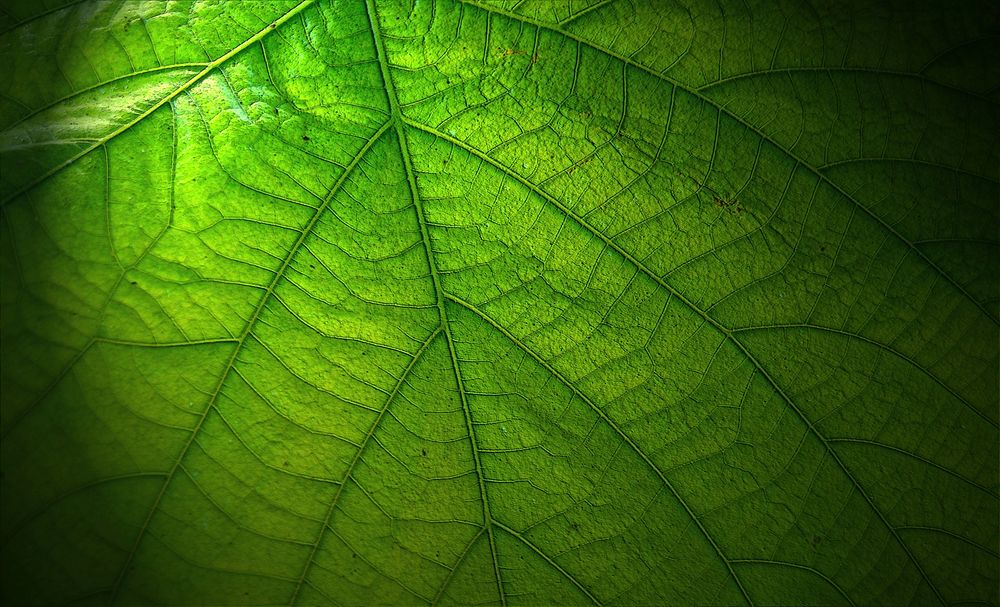 Free green leaf macro image, | Free Photo - rawpixel