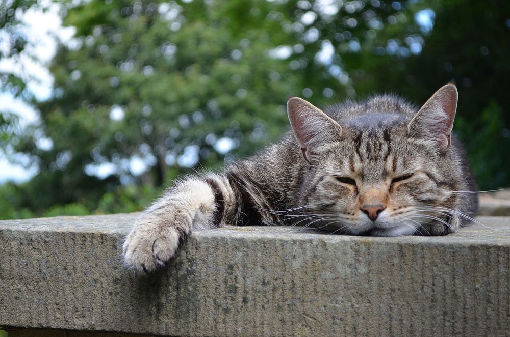 Free cute cat taking nap | Free Photo - rawpixel