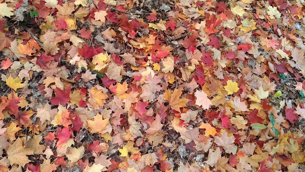 Free autumns leaves image, public | Free Photo - rawpixel