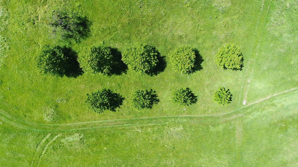 Free green tree, aerial view | Free Photo - rawpixel