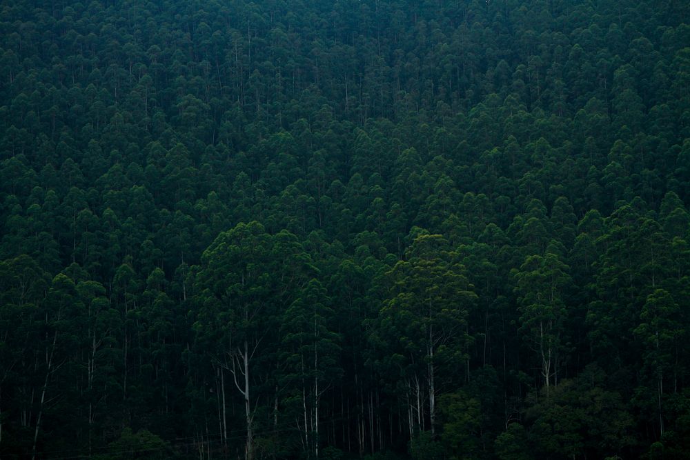 Free green forest backgronud, public | Free Photo - rawpixel