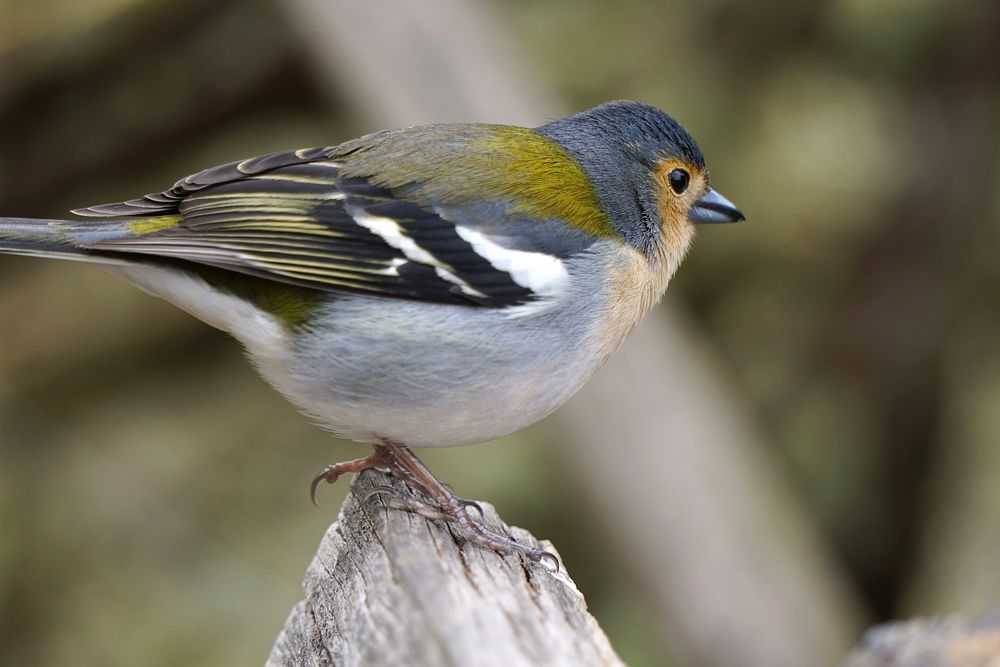 Free chaffin bird image, public | Free Photo - rawpixel