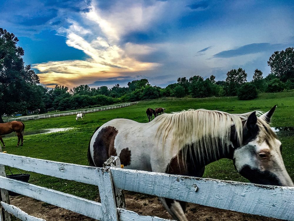 Free horse paddock image, public | Free Photo - rawpixel