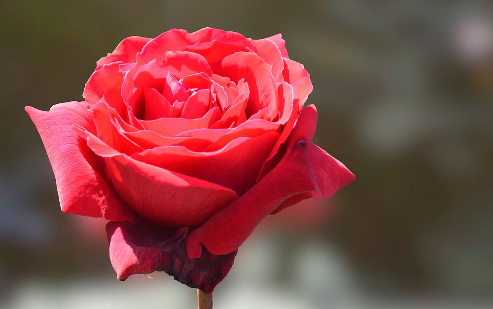 Free red rose image, public | Free Photo - rawpixel