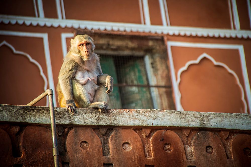 Free macaque monkey climbing Hawa | Free Photo - rawpixel