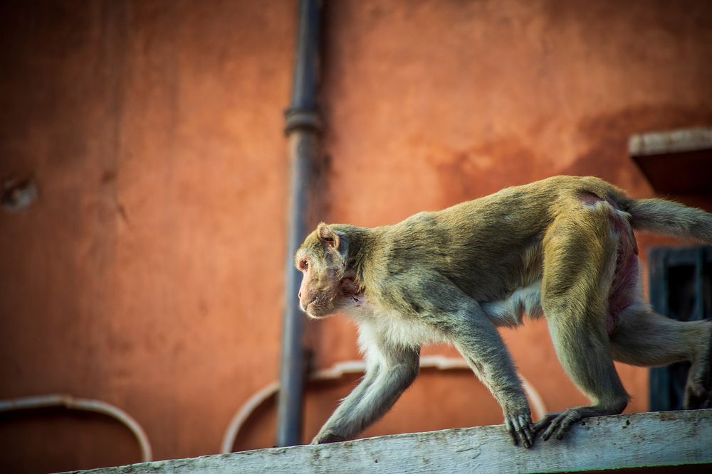 Free macaque monkey climbing Hawa | Free Photo - rawpixel