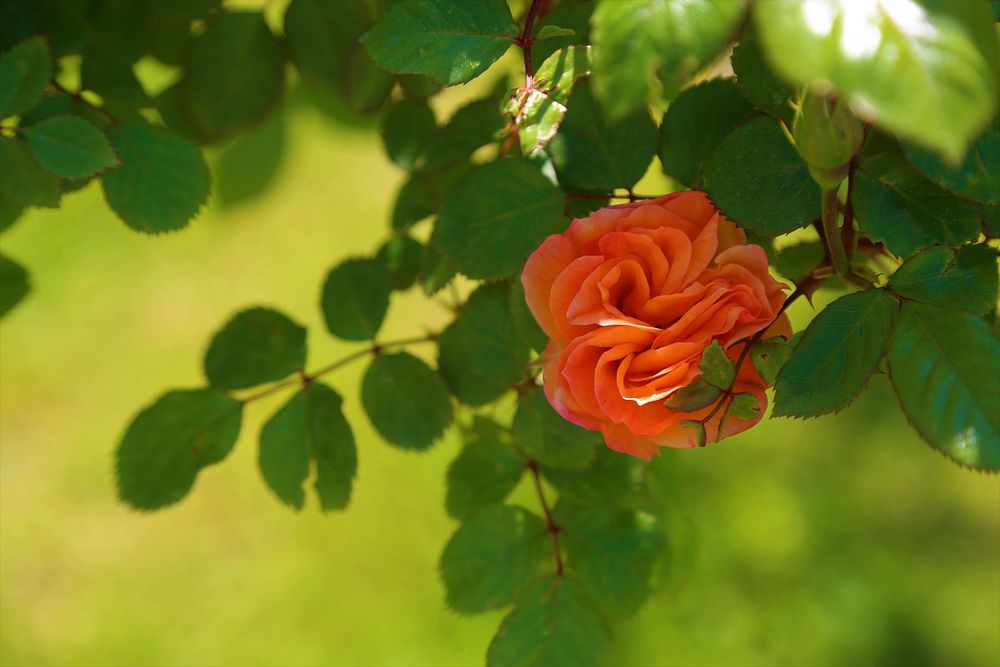 Rose branch. Free public domain | Free Photo - rawpixel